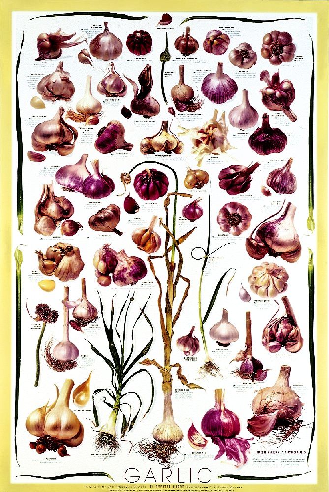 Graphic-Garlic-Types | Boise Foodie Guild